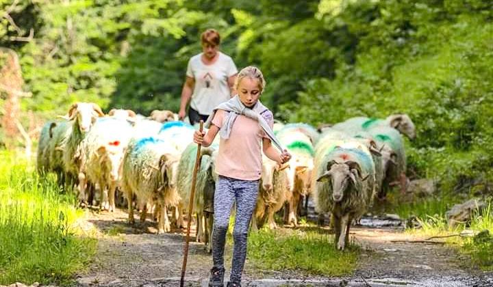 La transhumance, une pratique à la fois ancestrale et dans l’ère du ...