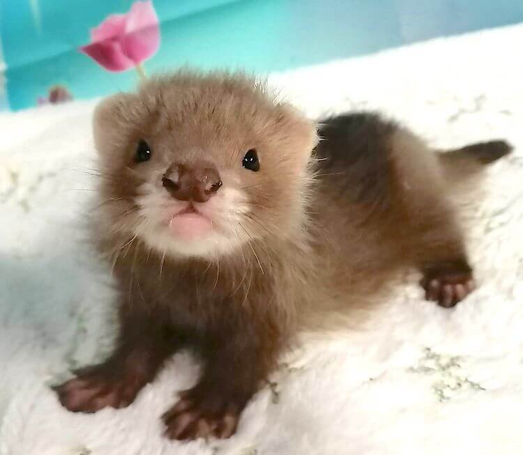 Les Fufus Gerçois vont vous faire craquer - PresseLib