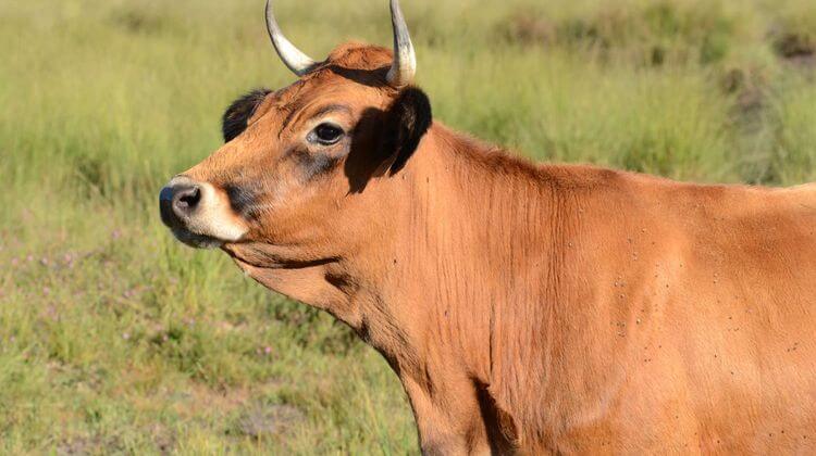 Les chasseurs landais au secours de la vache marine - PresseLib