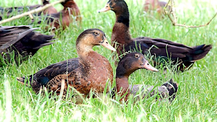 Kriaxera: the Basque duck that resists avian flu – Archyde