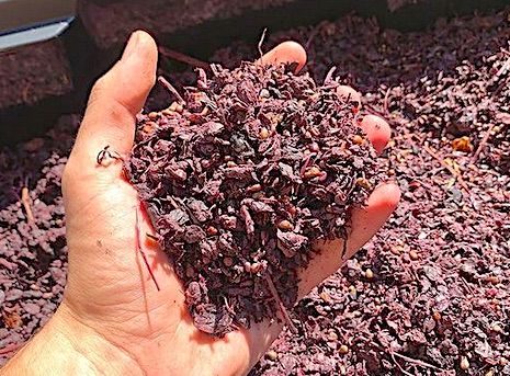INSOLITE – Du « cuir » en marc de raisin et bio-polymères - PresseLib