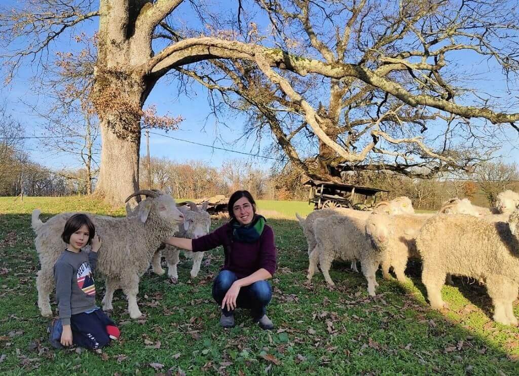 Le mohair tout doux des chèvres angora de la Ferme Mondéry - PresseLib