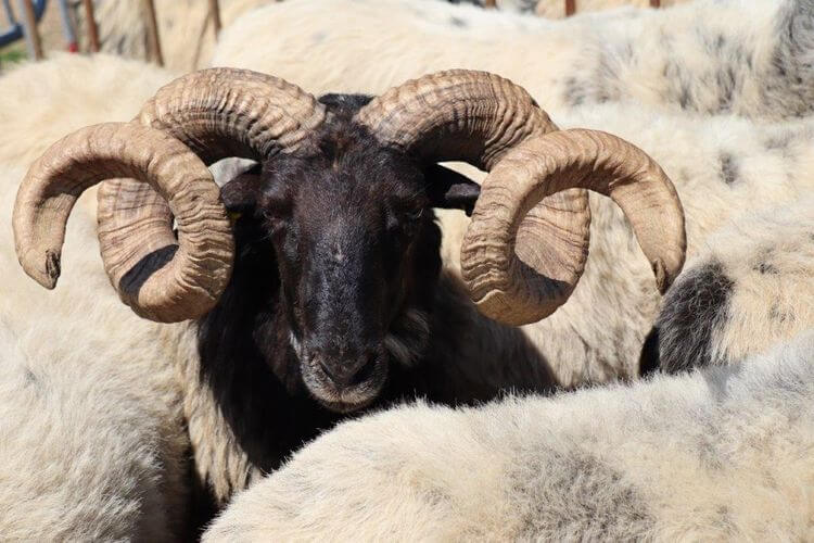 Buru Beltza va en faire tout un fromage - PresseLib