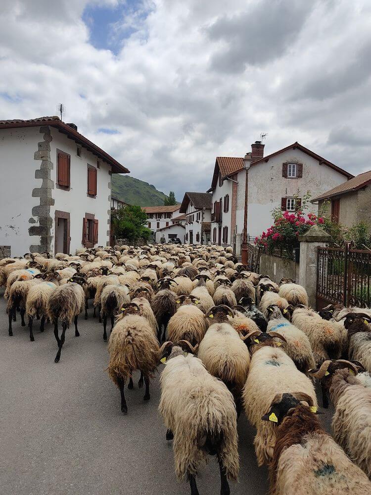 Buru Beltza va en faire tout un fromage - PresseLib