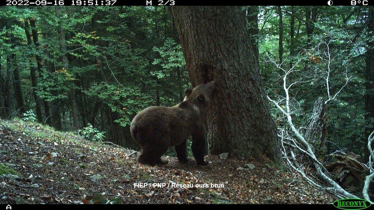 Les ours bruns de plus en plus présents dans les Pyrénées - PresseLib