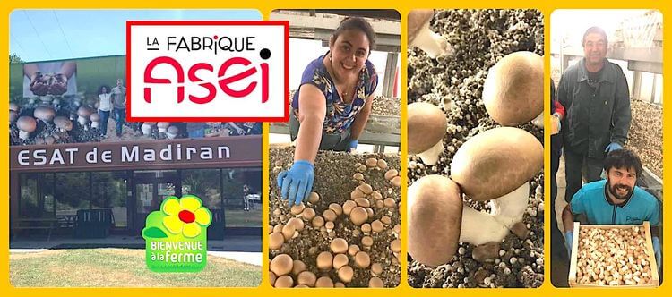 COUP DE CŒUR – La fabrique ASEI cultive le champignon de Madiran ...