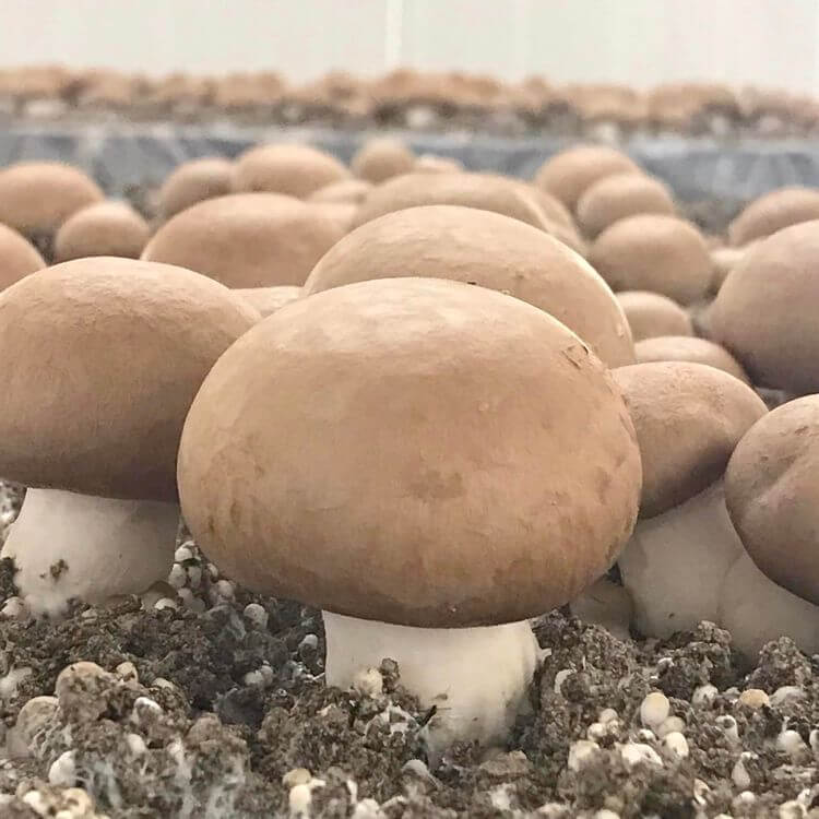 COUP DE CŒUR – La fabrique ASEI cultive le champignon de Madiran ...