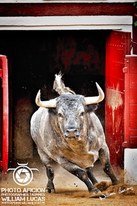 TOROS TOROS – Vic-Fezensac a dévoilé ses cartels - PresseLib