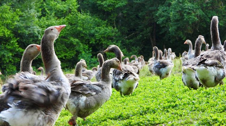 1500 COUPS DE POUCE – Adopter des oies pour les sauver de l’abattoir ...