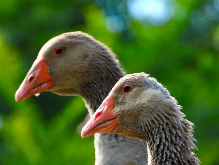 1500 COUPS DE POUCE – Adopter des oies pour les sauver de l’abattoir ...