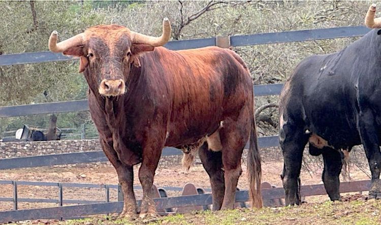 TOROS CONFIRMÉS – Les fers pour la feria de La Madeleine - PresseLib