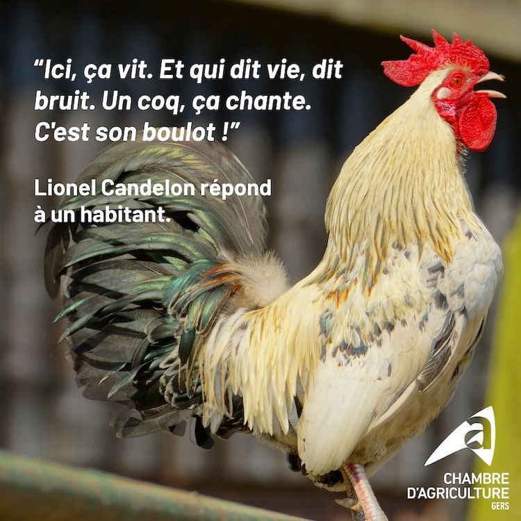 RIPOSTE - Pour sauver le chant du coq ! - PresseLib