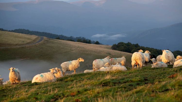 La coopérative Axuria élargit désormais son champ dans tout le 64 ...